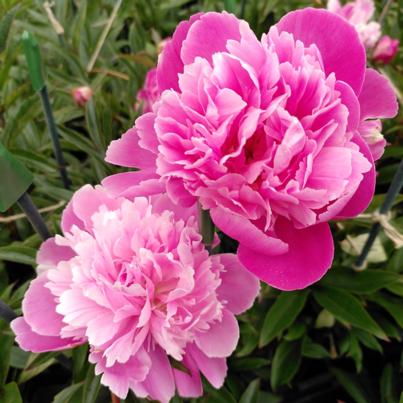 Bujor First Arrival (Itoh) - Clematite.ro