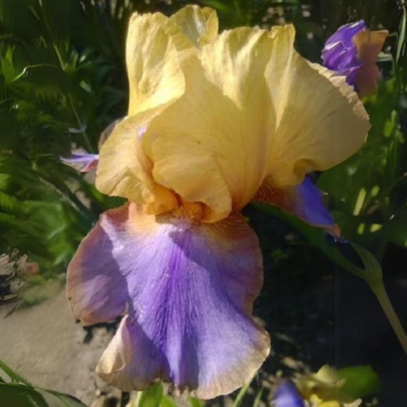 Iris Wild Angel - Clematite.ro