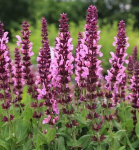Salvia Nemorosa Sensation medium Deep Rose - Clematite.ro