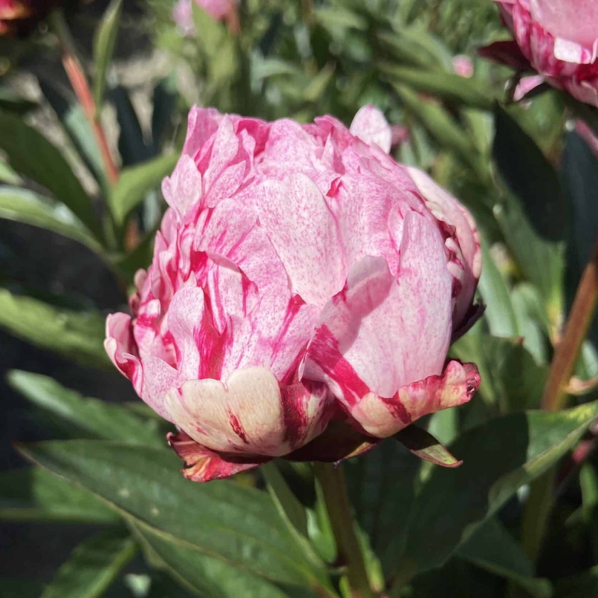 Bujor Sarah Bernhardt Unique™ - Clematite.ro