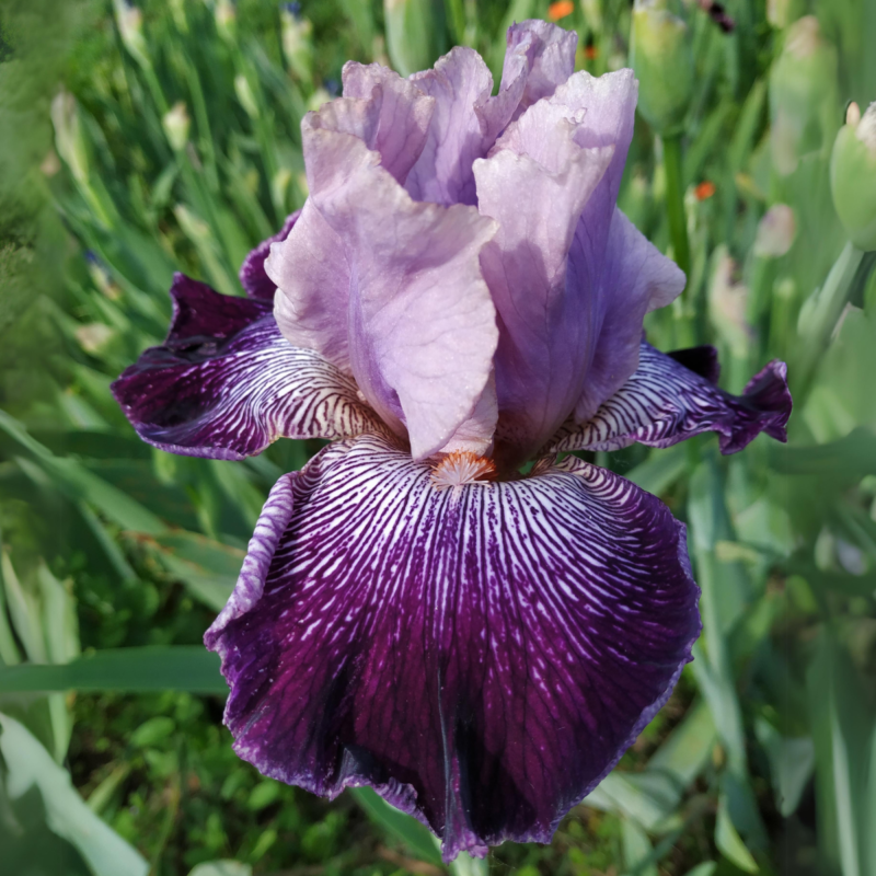 Iris Astrology - Clematite.ro