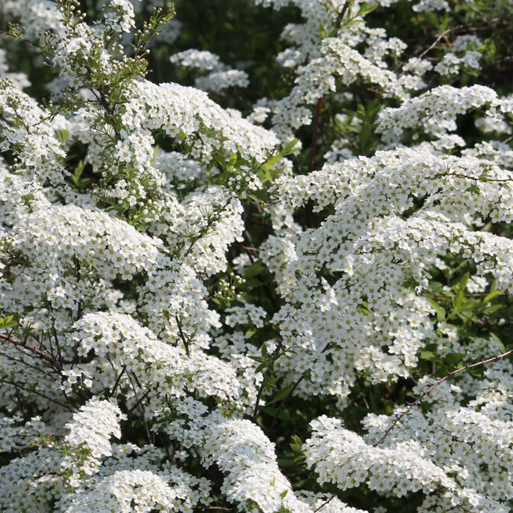 Spiraea cinerea (x) Grefsheim - Clematite.ro