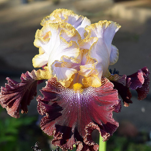 Iris Magic Masquerade - Clematite.ro